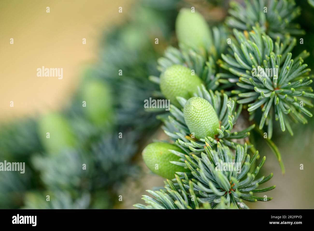 Cedar nobody plants tree hi-res stock photography and images - Alamy