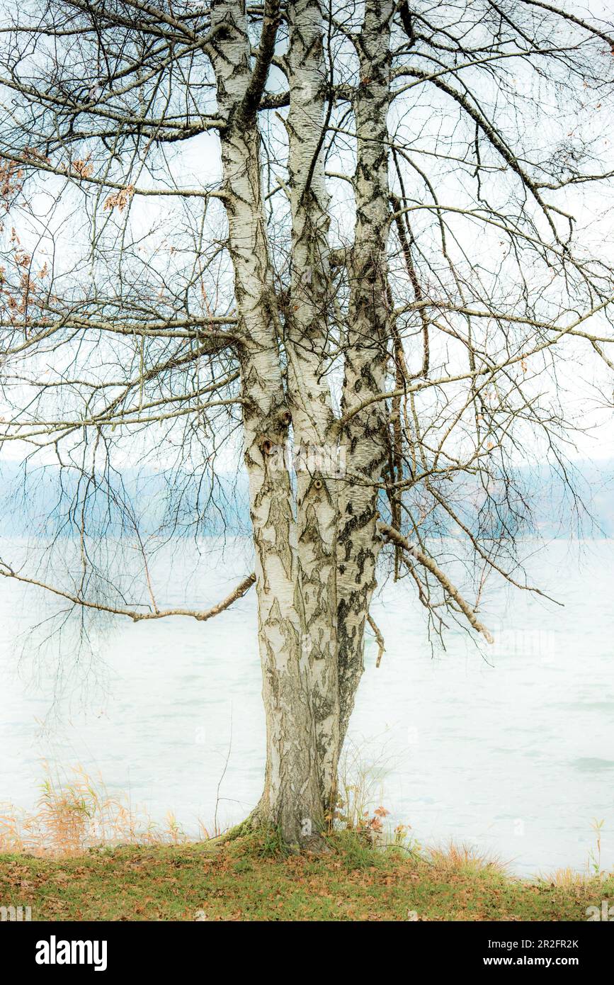 Birch trees in front of Lake Starnberg, Bavaria, Germany Stock Photo ...