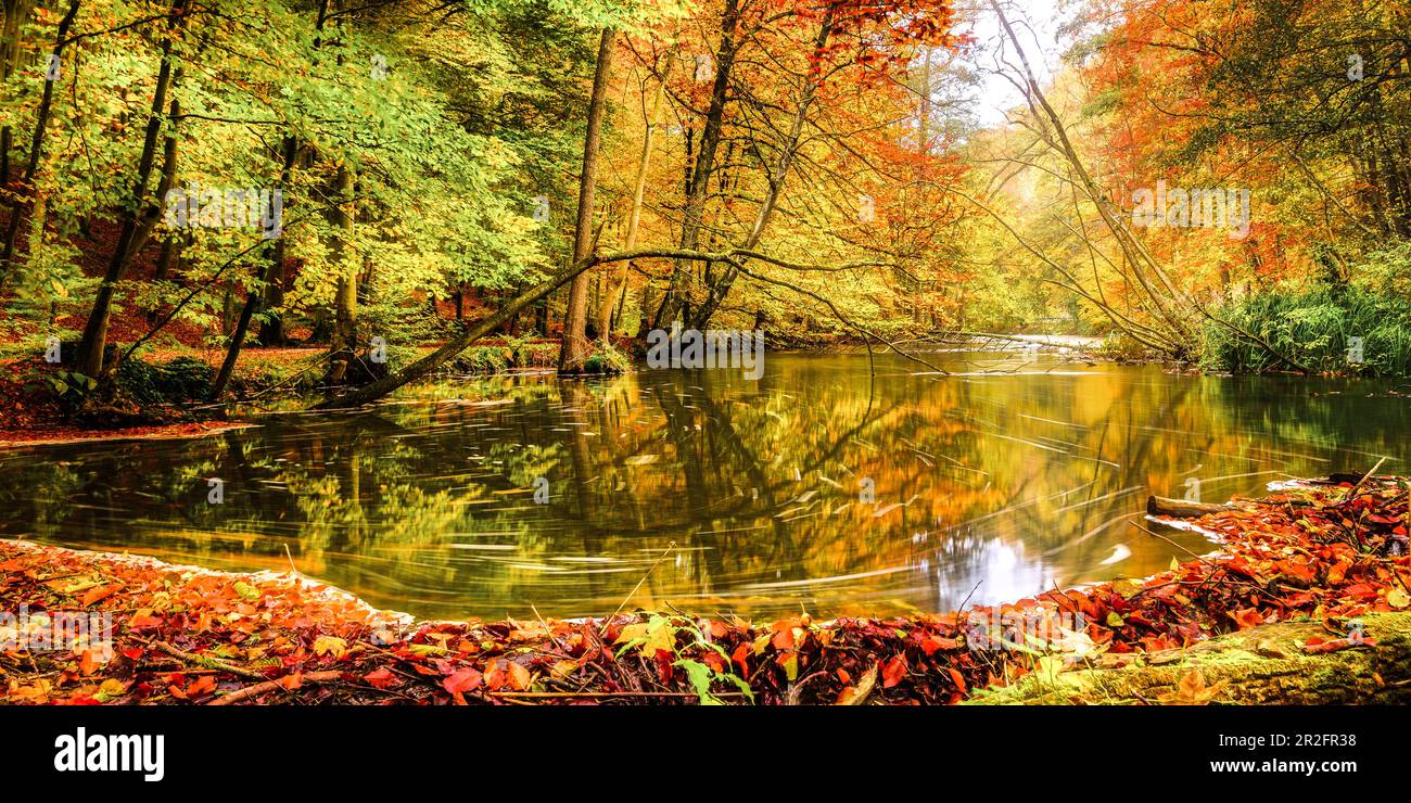 Autumn forest on the Würm, Leutstetten, Bavaria, Germany Stock Photo ...