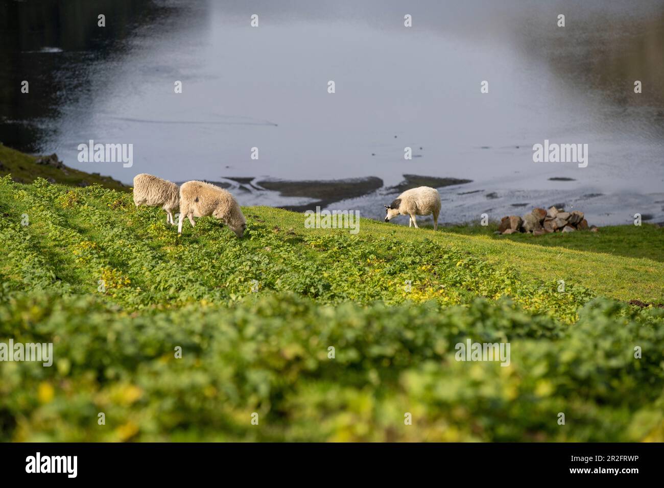 Sheep graze in a vegetable field in one of the most beautiful places in ...