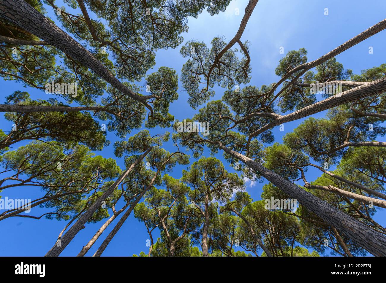 Villa doria pamphilj park rome hi-res stock photography and images - Alamy