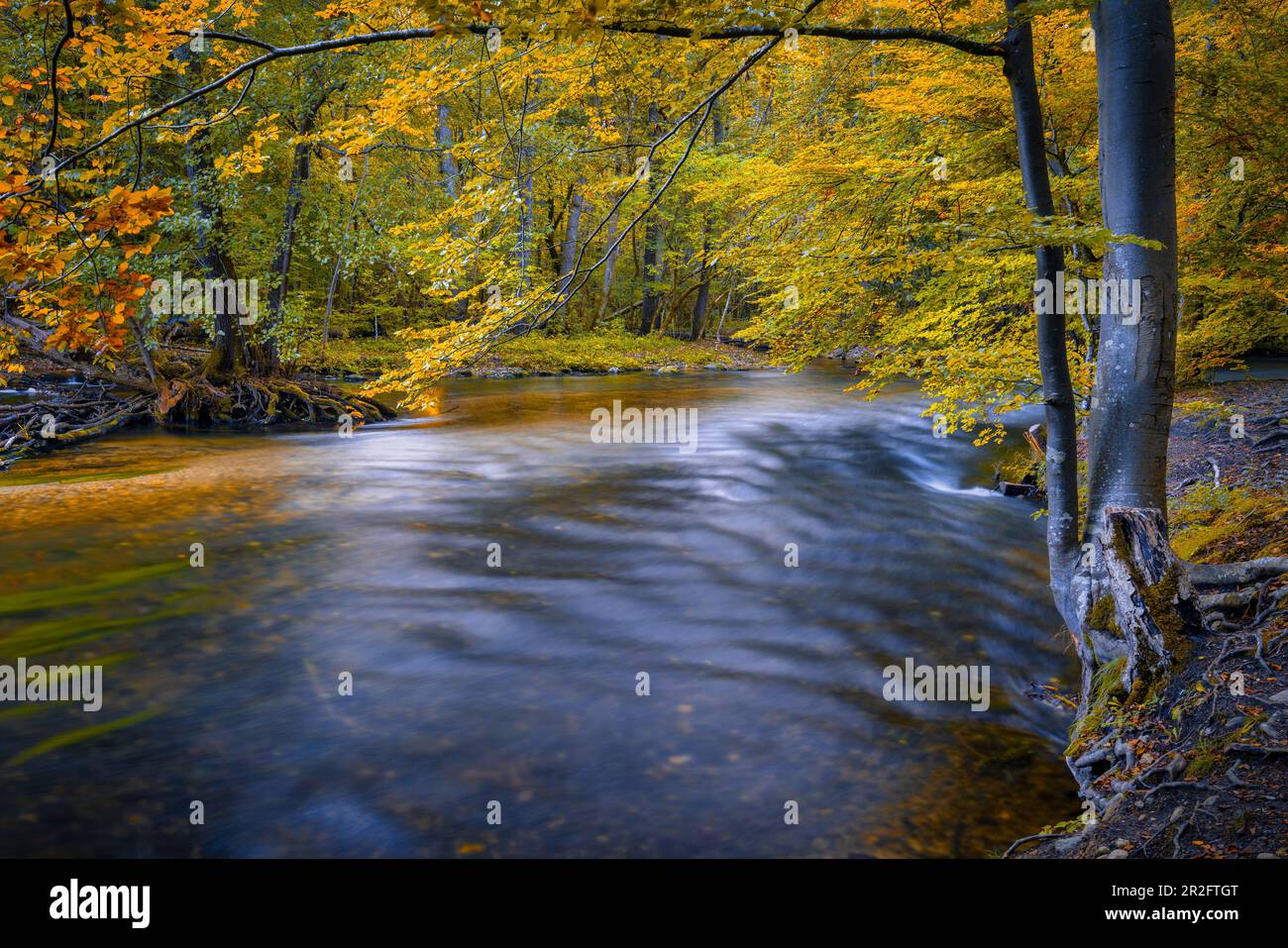 Autumn evening on the Würm, Leutstetten, Germany Stock Photo - Alamy