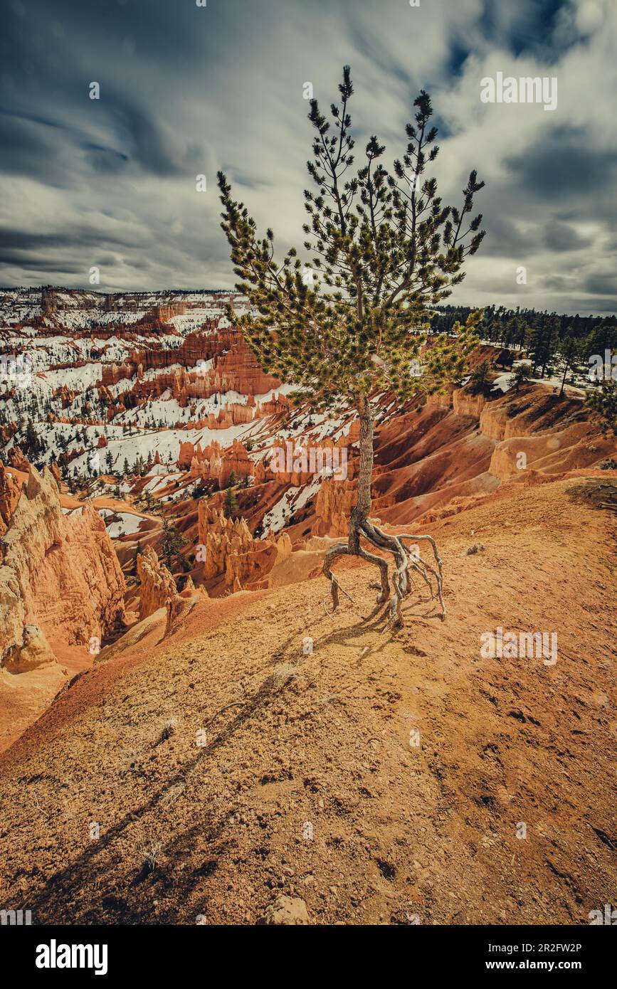 Lone tree with exposed roots in Bryce Canyon, Utah, USA, North America ...