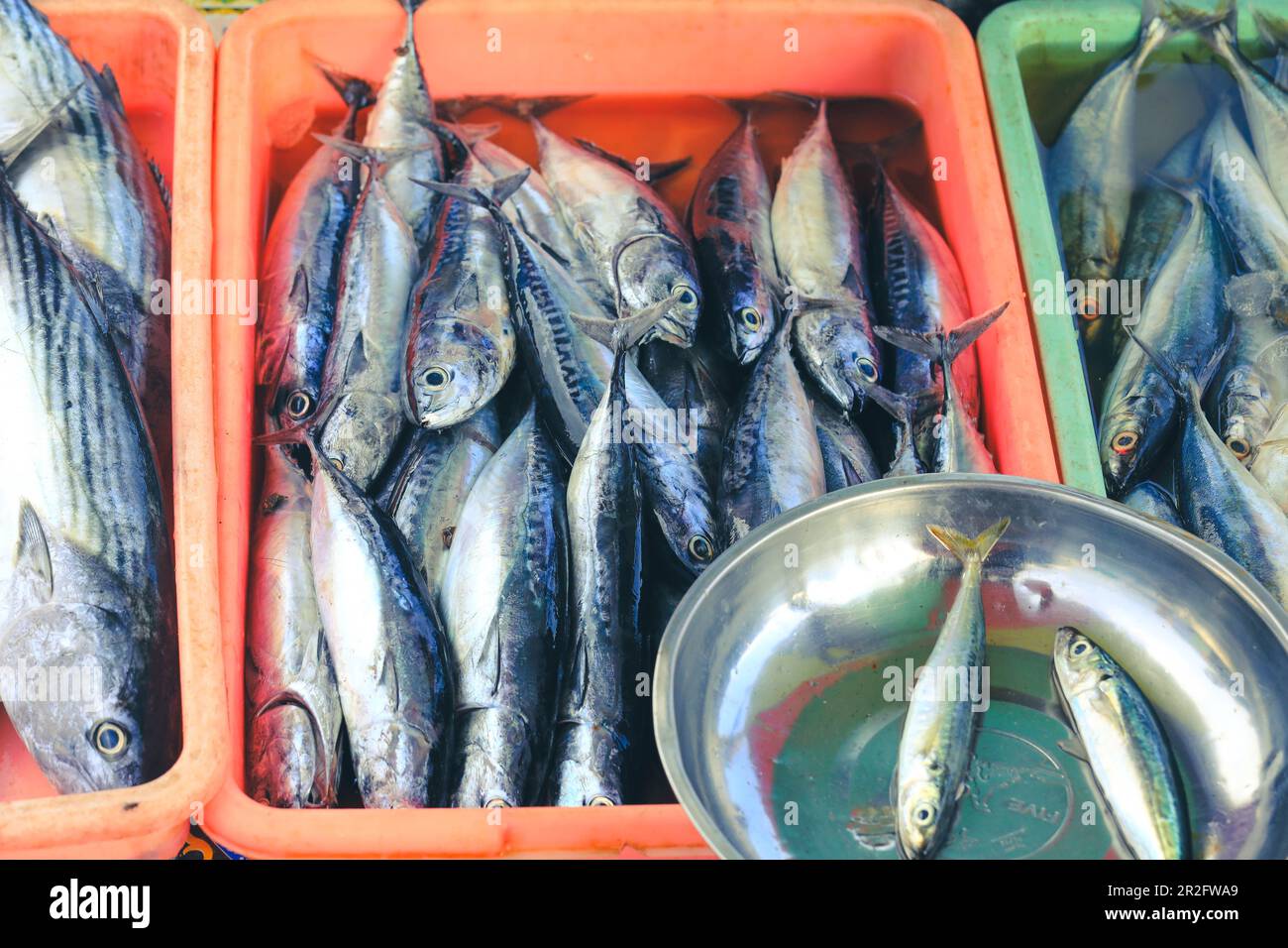 Fish in bucket hi-res stock photography and images - Alamy