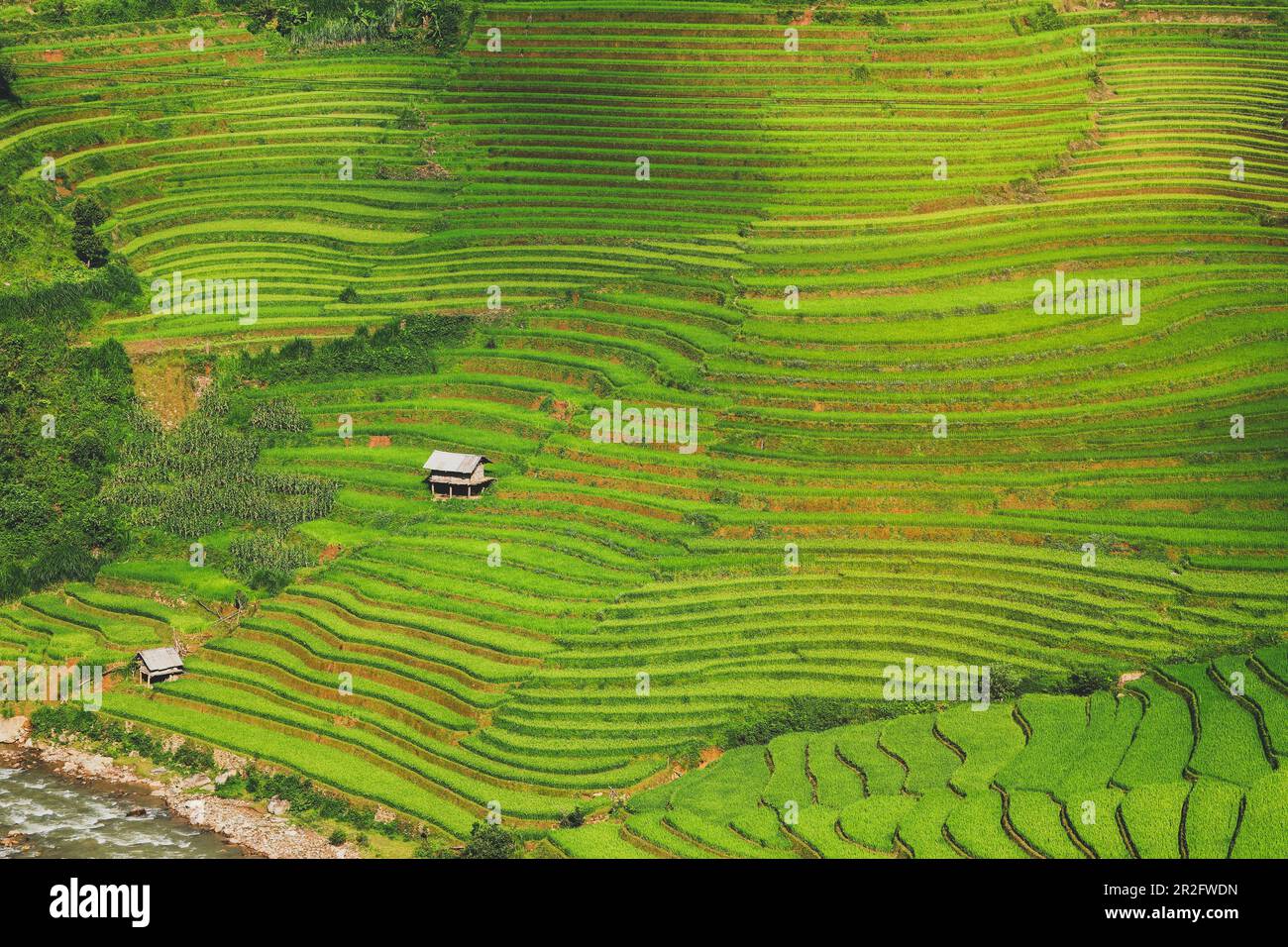 Rice fields on terraced of Mu Cang Chai YenBai Vietnam. Rice fields ...