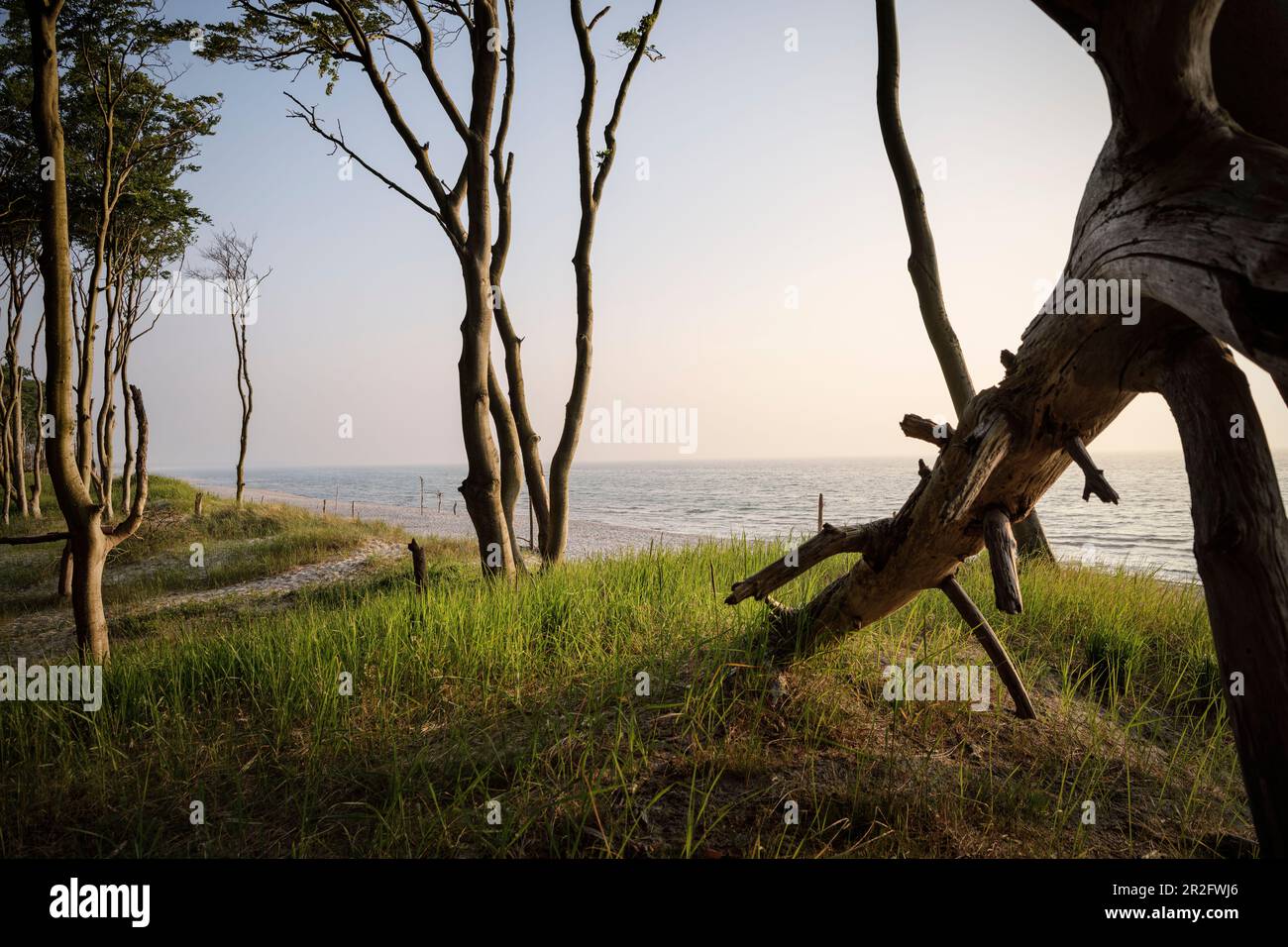 crooked trees on the west beach, Fischland-Darß-Zingst, Western ...