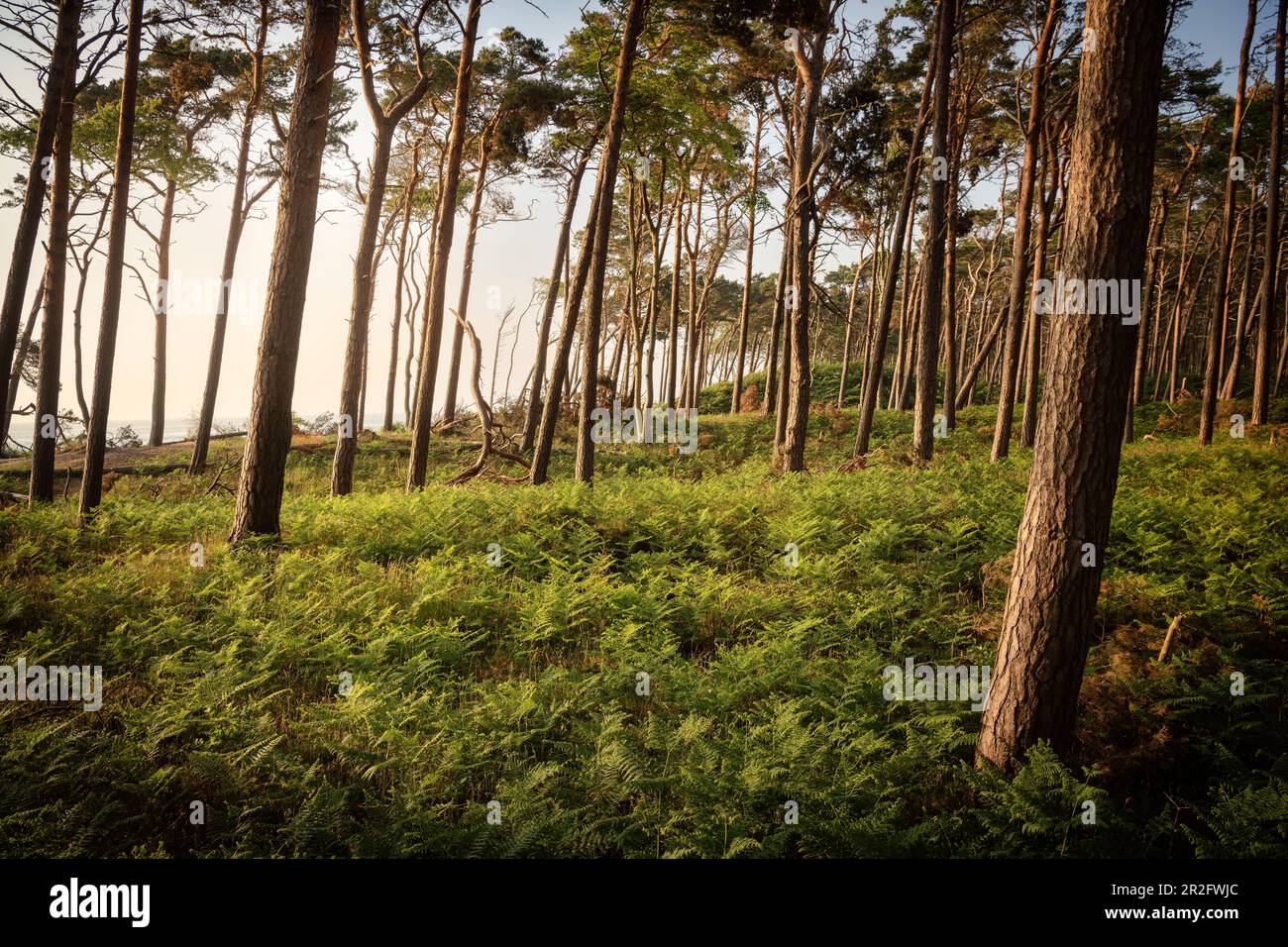 crooked trees on the west beach, Fischland-Darß-Zingst, Western ...