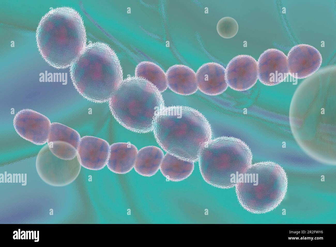 Illustration Of Streptococci Are Spherical Bacteria That Typically