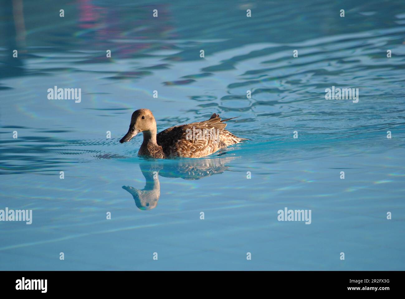Egypt duck hi-res stock photography and images - Alamy