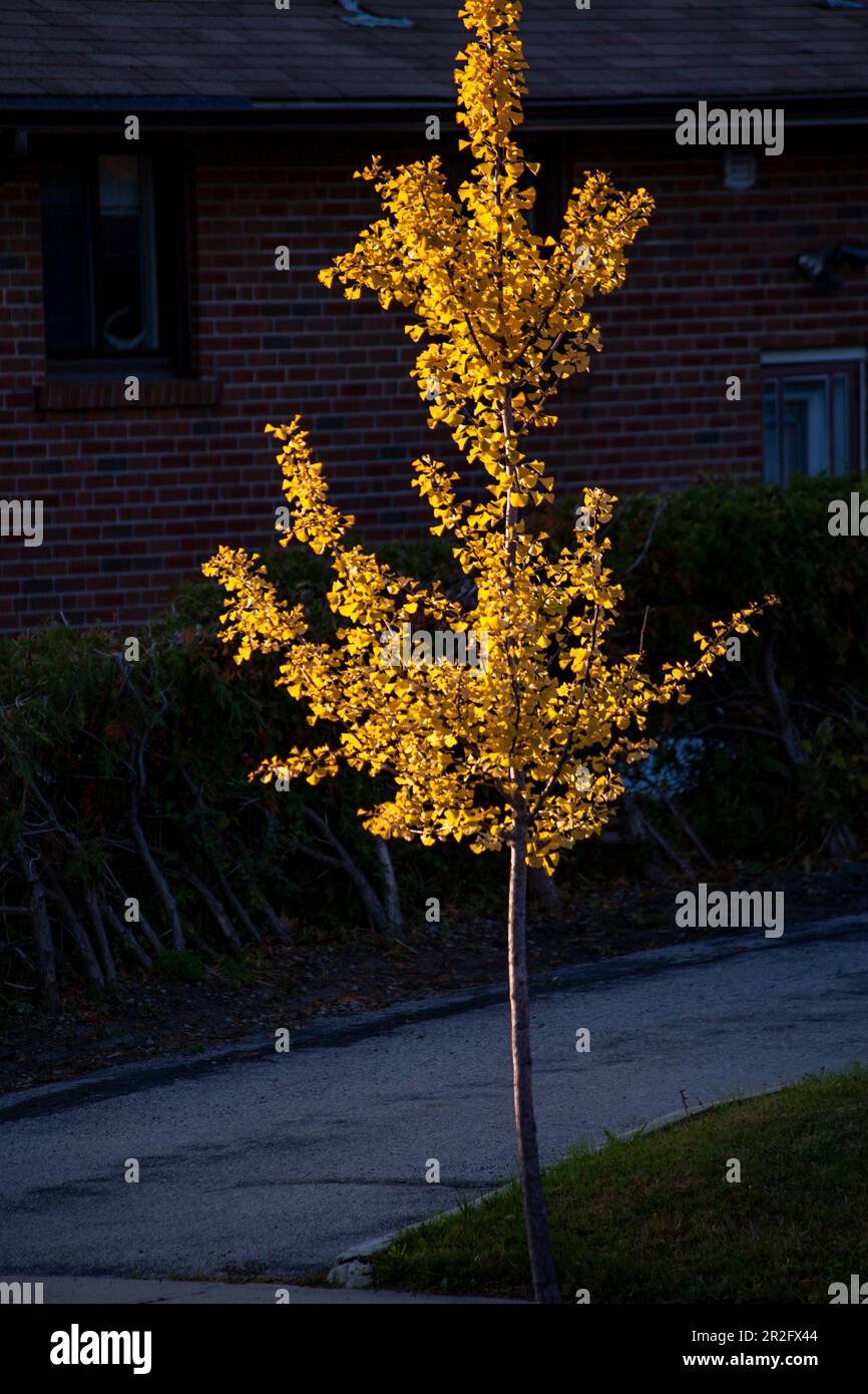 Single small tree with yellow leaves beautifully lit by sunlight in a ...