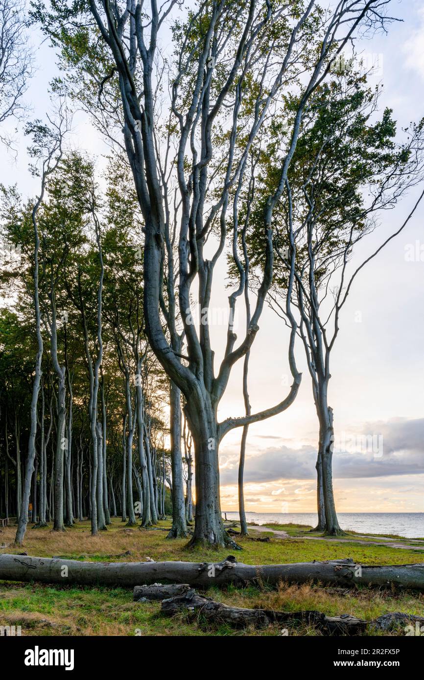 Autumn in the ghost forest on the German Baltic Sea coast, between ...