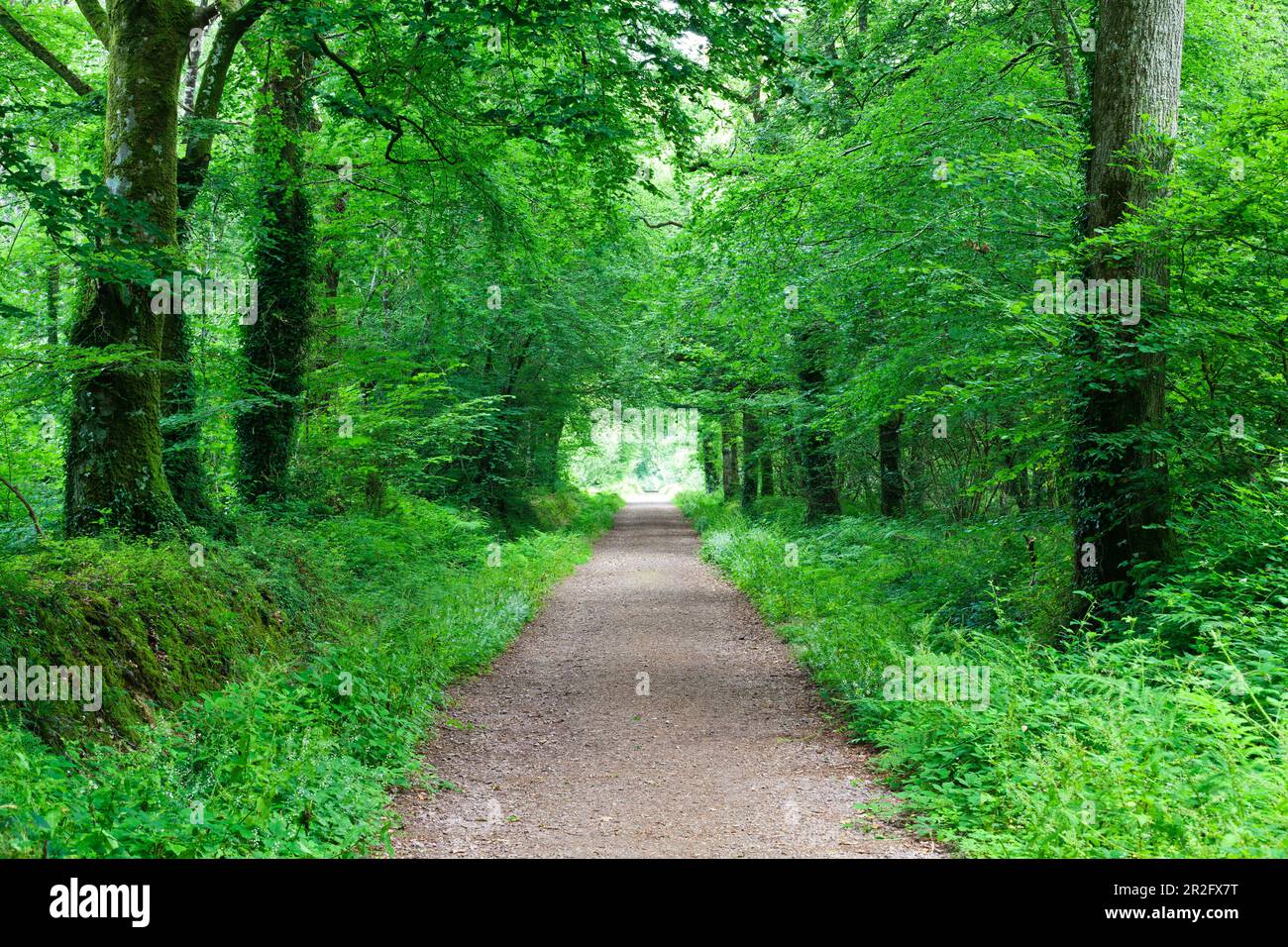 Forest path in the forest of Saint-Sauveur-le-Vicomte, 50390. Cotentin ...