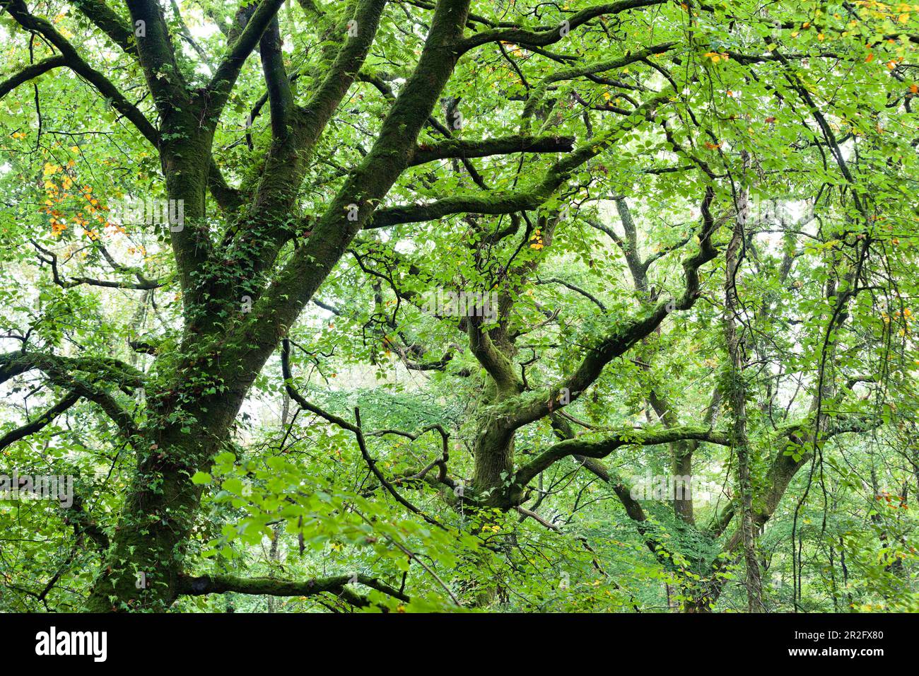 Old beech in the forest of Saint-Sauveur-le-Vicomte, 50390. Cotentin ...