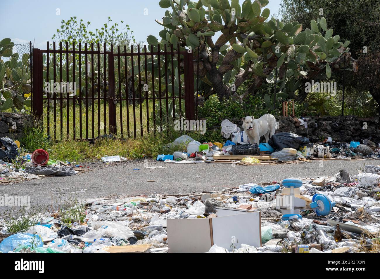 Dog in the middle of a pile of rubbish, rubbish by the road, Sicily ...