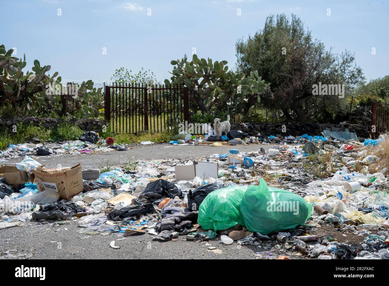 Dog in the middle of a pile of rubbish, rubbish by the road, Sicily ...