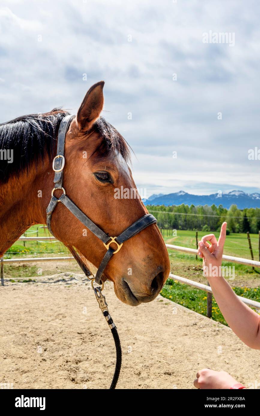 Horse at riding lessons outdoors, Chiemgau, Bavaria, Germany Stock ...