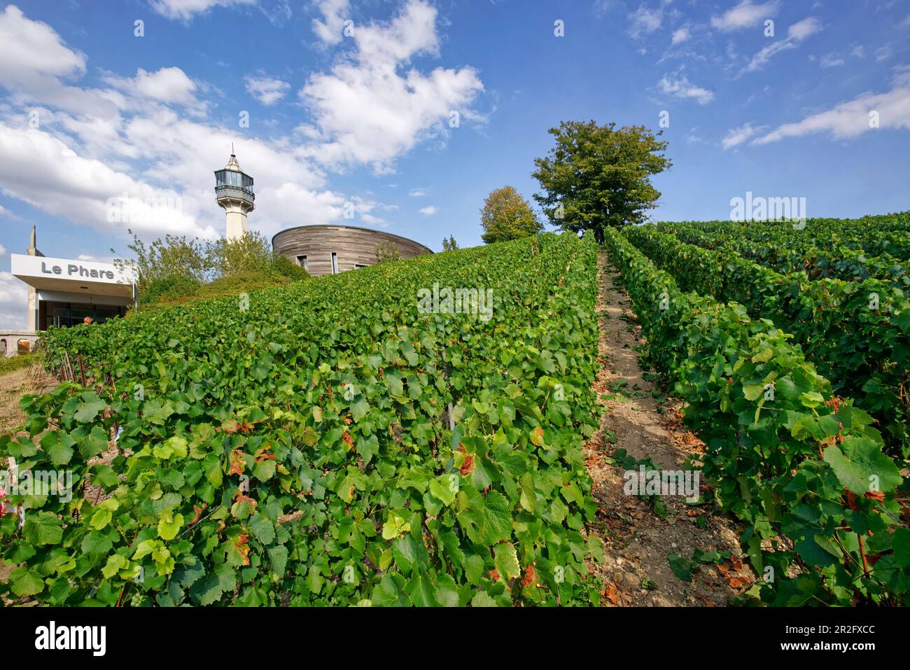 Wine growing in Champagne, Montagne de Reims, Route du Champagne, Le ...
