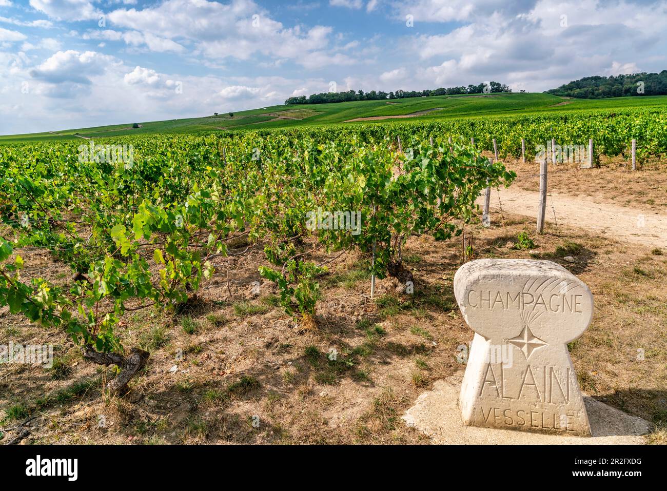 Wine growing in Champagne, Montagne de Reims, Route du Champagne ...