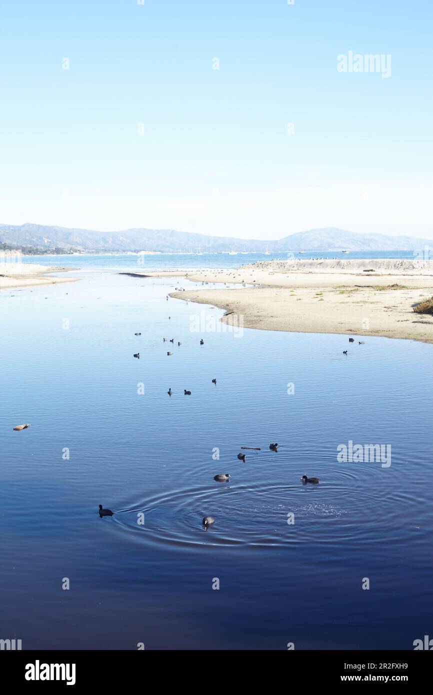Santa barbara birds hi-res stock photography and images - Alamy