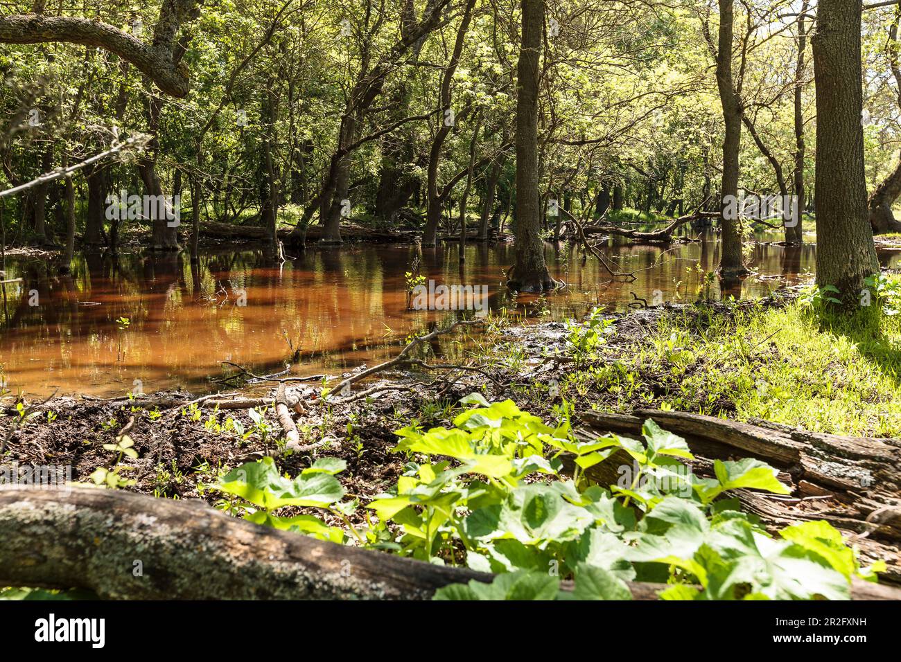 Danube Delta in April, forest in Letea, Tulcea, Romania Stock Photo - Alamy