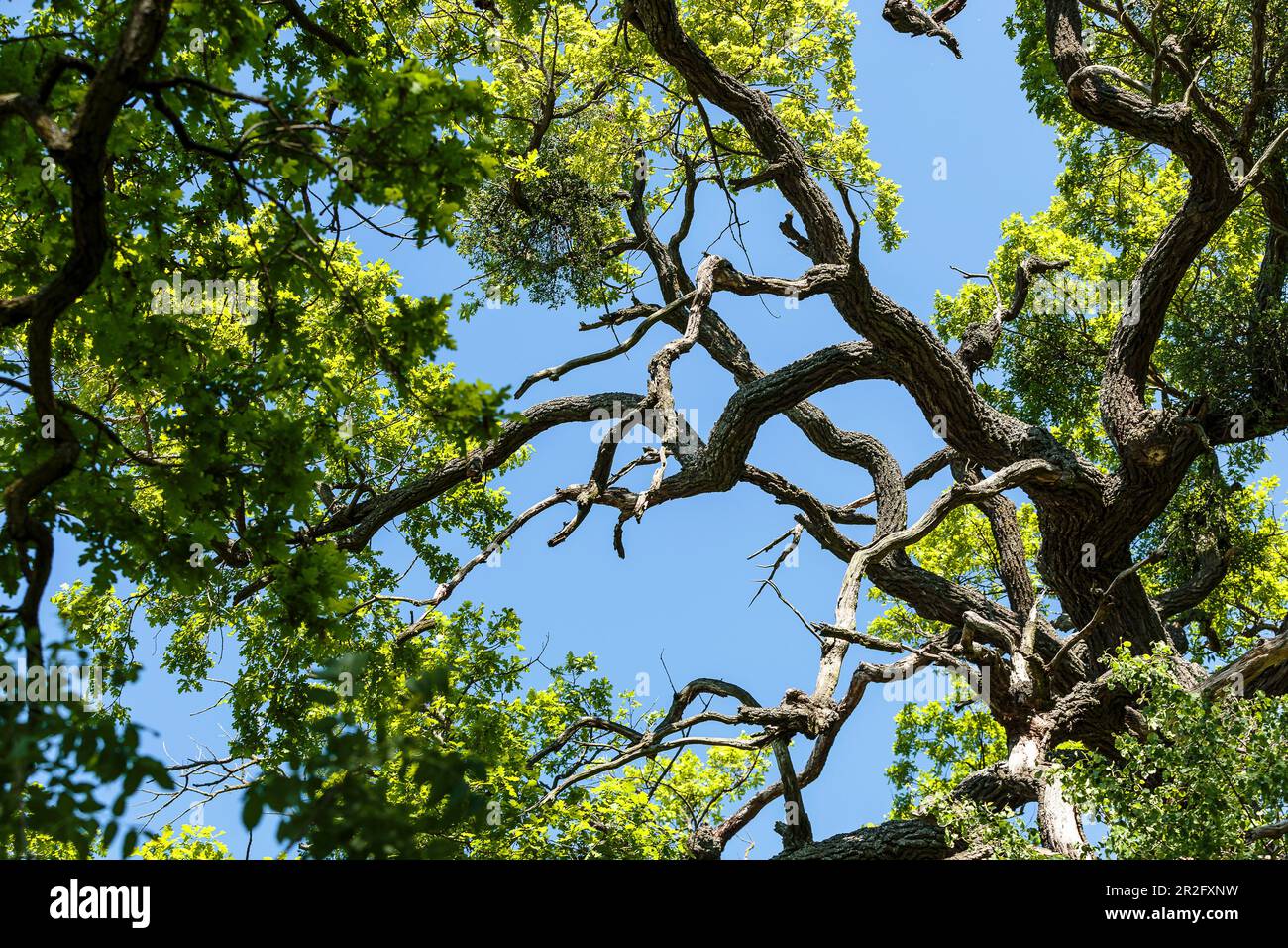 Danube Delta in April, oak tree in Letea forest, Tulcea, Romania Stock ...