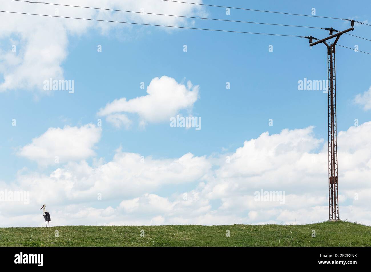 White stork, utility pole and power lines on a canal bank in the Danube ...