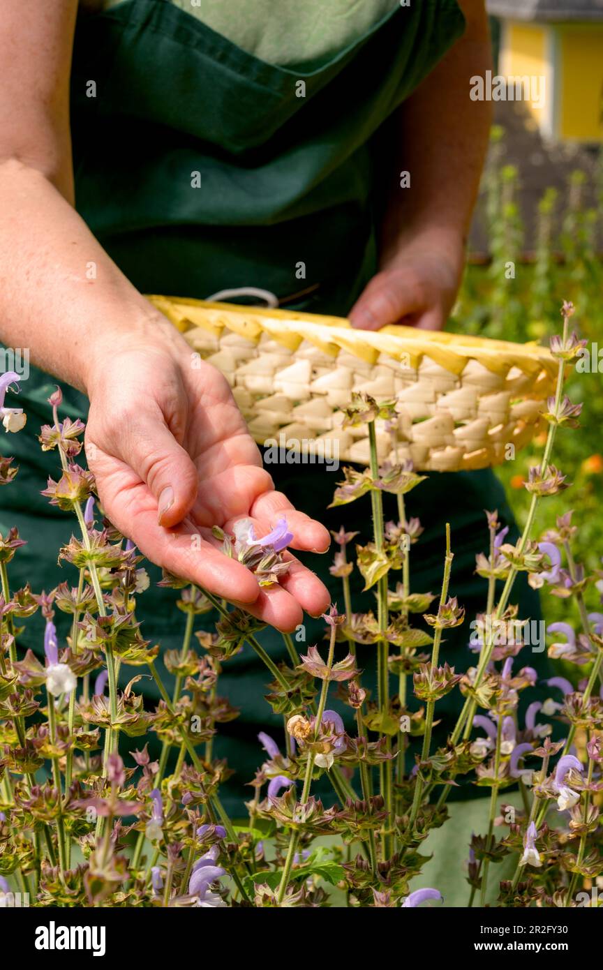 Collecting things garden hi-res stock photography and images - Alamy