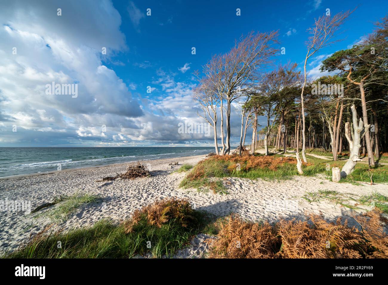 Afternoon mood on the west beach of Darß in the Western Pomerania Lagoon Area National Park ...