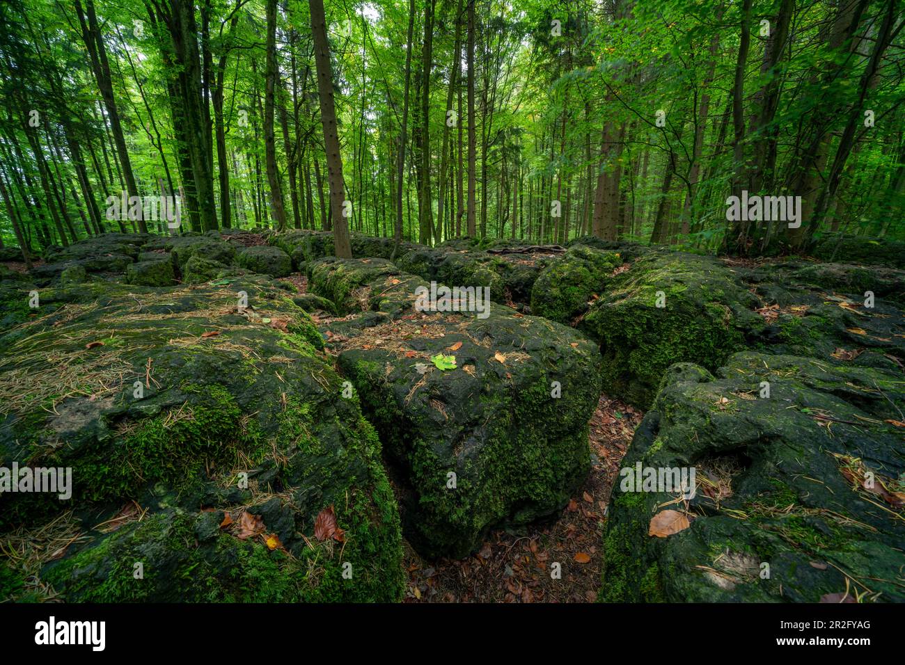 Boulders in the druid's grove, forest in the franconian Switzerland ...