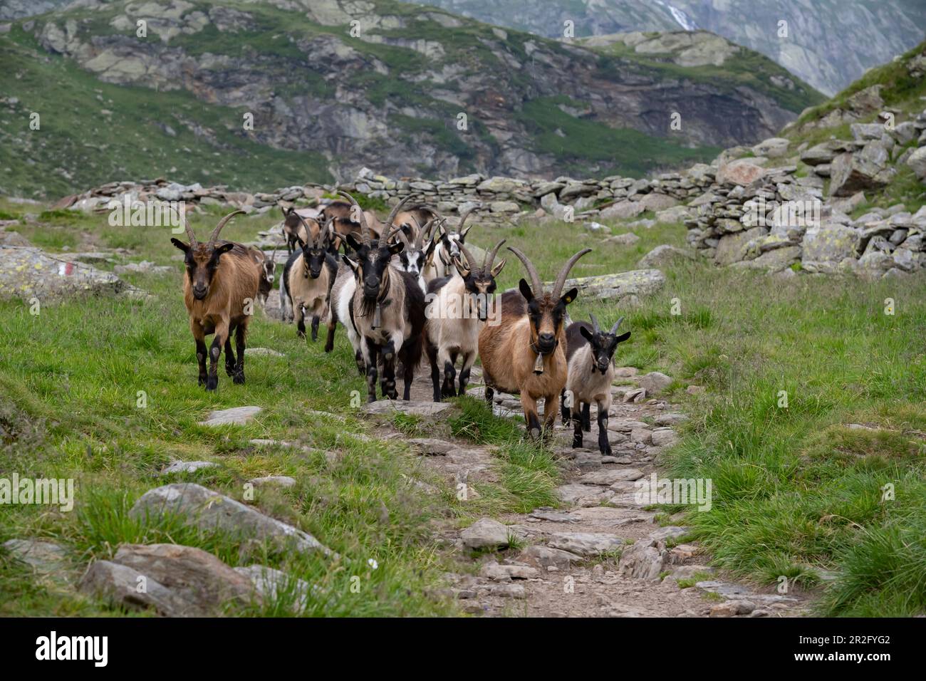 In the South Tyrolean Texel Group Nature Park, the high alpine pastures ...