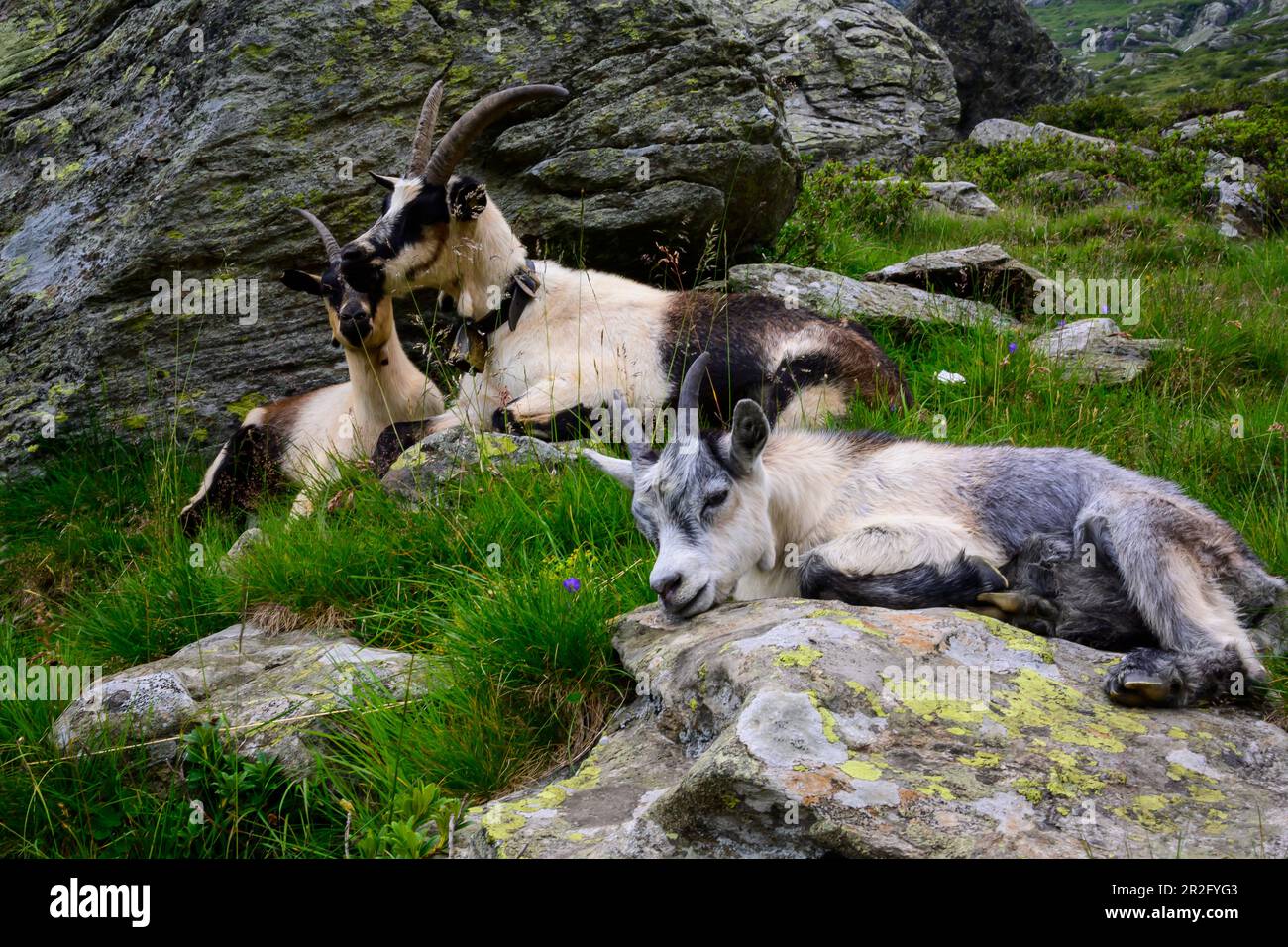 In the South Tyrolean Texel Group Nature Park, the high alpine pastures ...