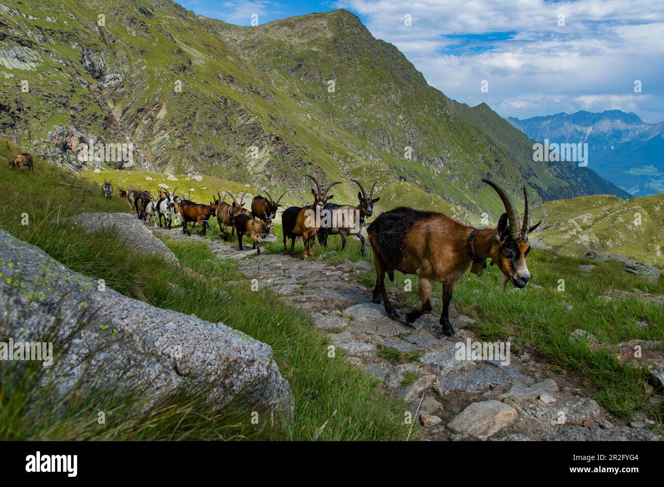 In the South Tyrolean Texel Group Nature Park, the high alpine pastures ...