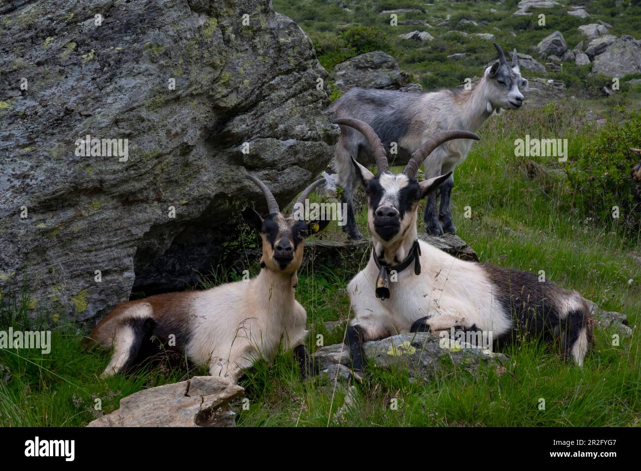In the South Tyrolean Texel Group Nature Park, the high alpine pastures ...