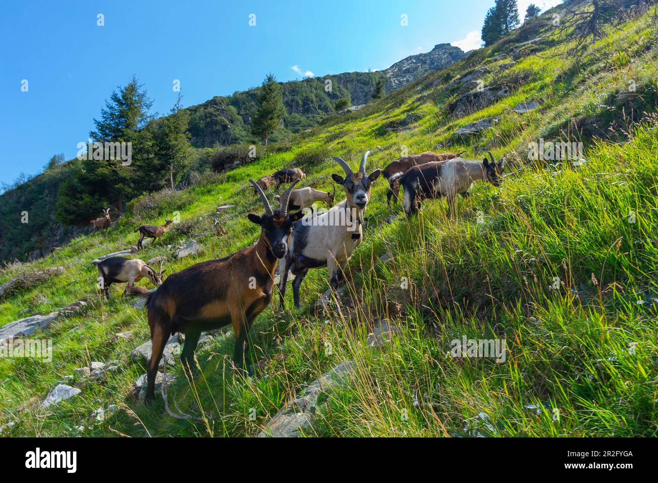 In the South Tyrolean Texel Group Nature Park, the high alpine pastures ...