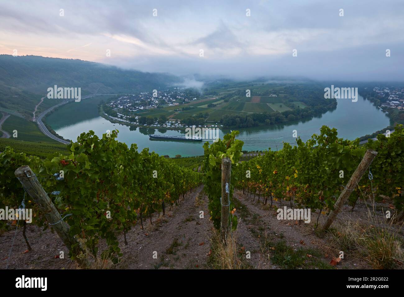 View before sunrise from the Kröver Nacktarsch vineyard to the Moselle ...