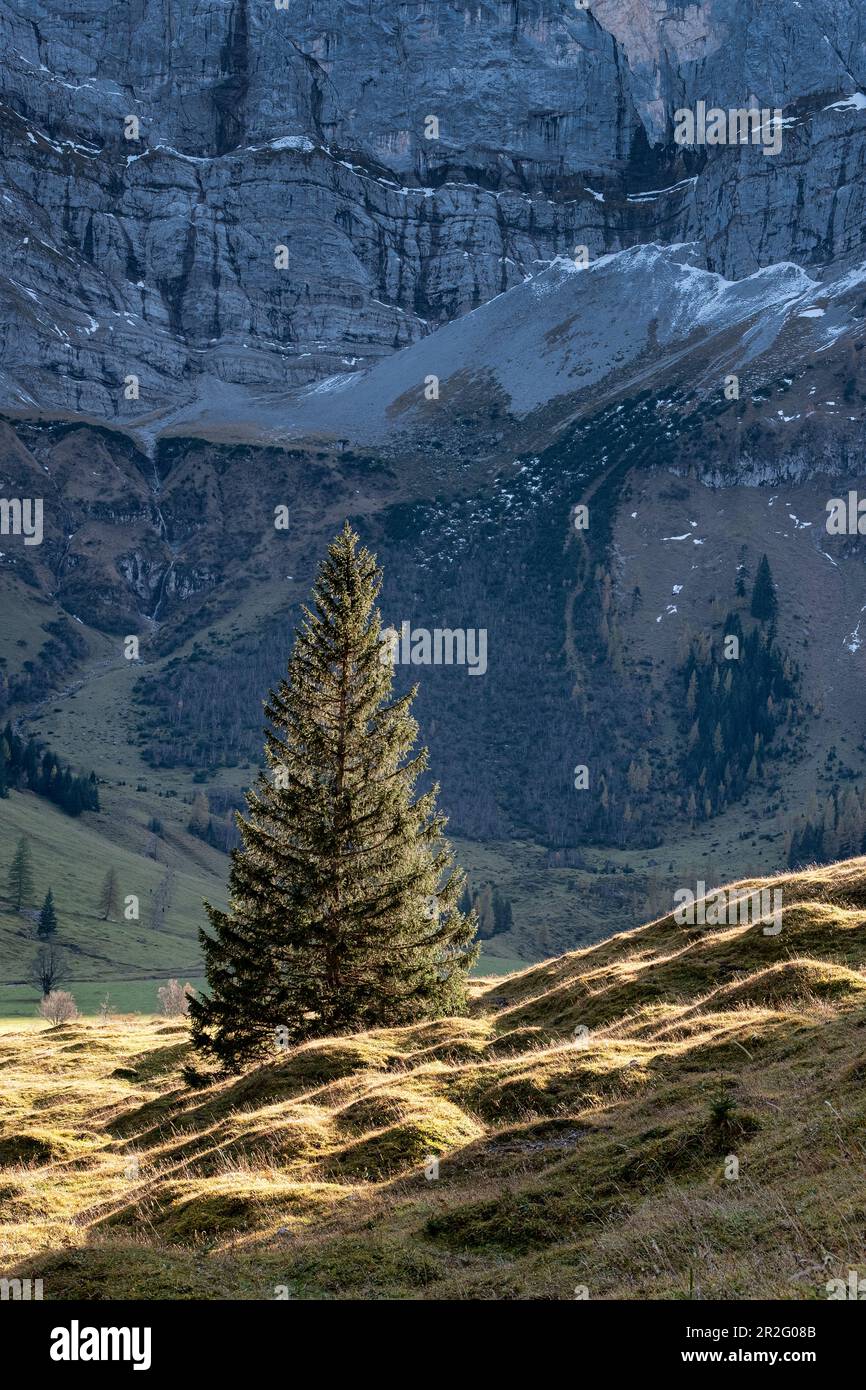 Indian fir tree hi-res stock photography and images - Alamy