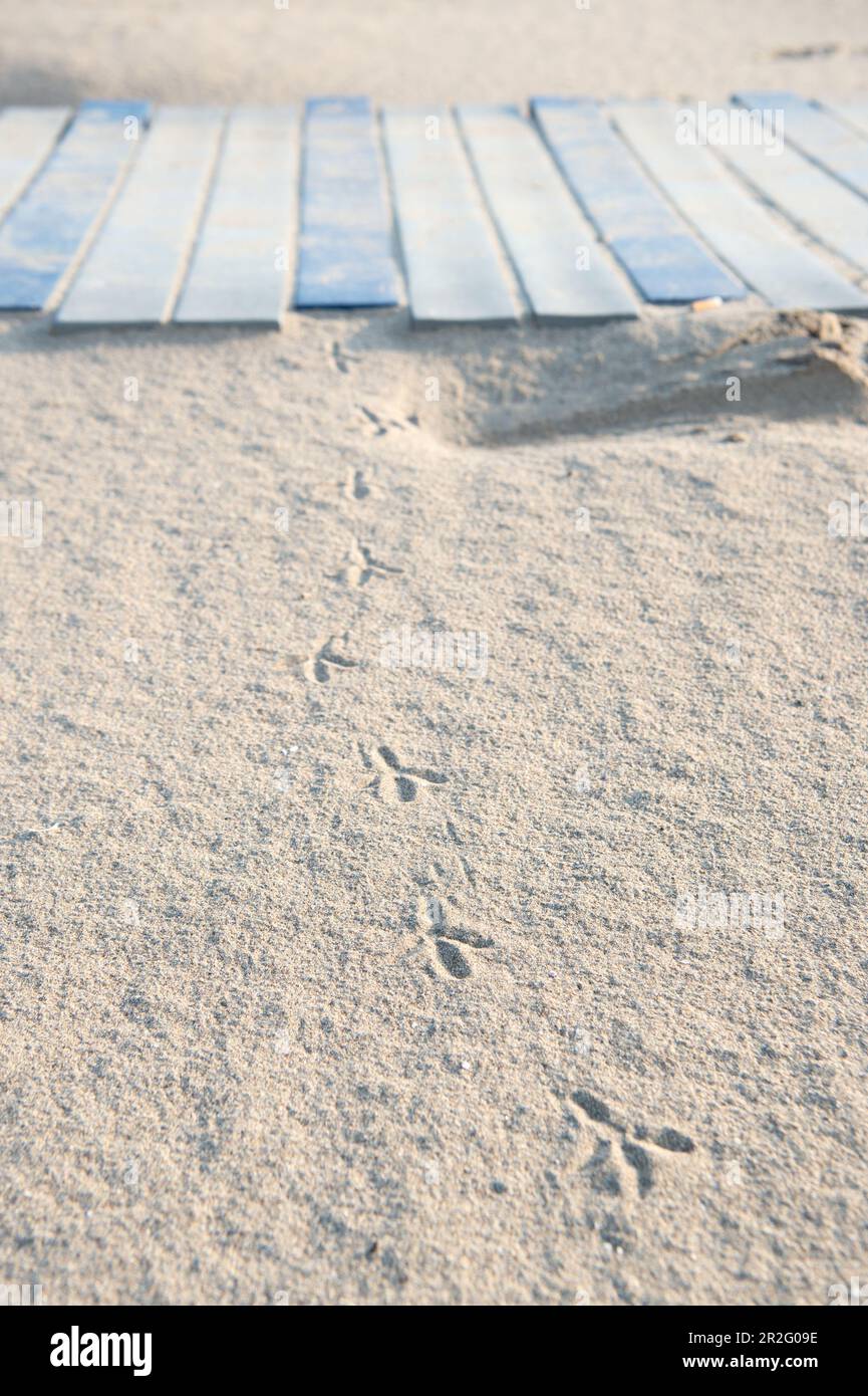 Footprints in the sand of a bird, detail, beach in summer, Forte dei ...