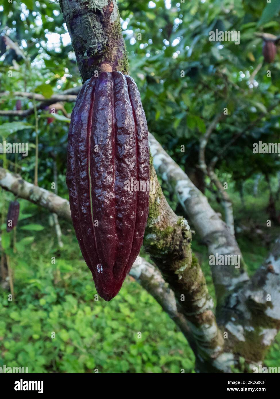 Cacao fresco hi-res stock photography and images - Alamy