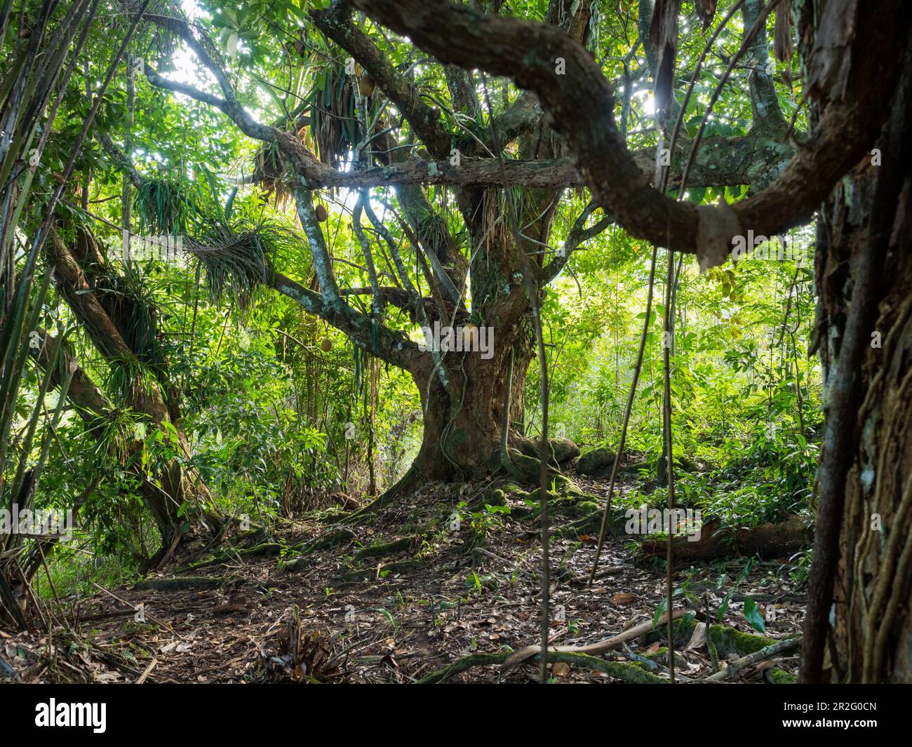 Jackfruit tree, Artocarpus heterophyllus, coastal rainforest, Mata ...