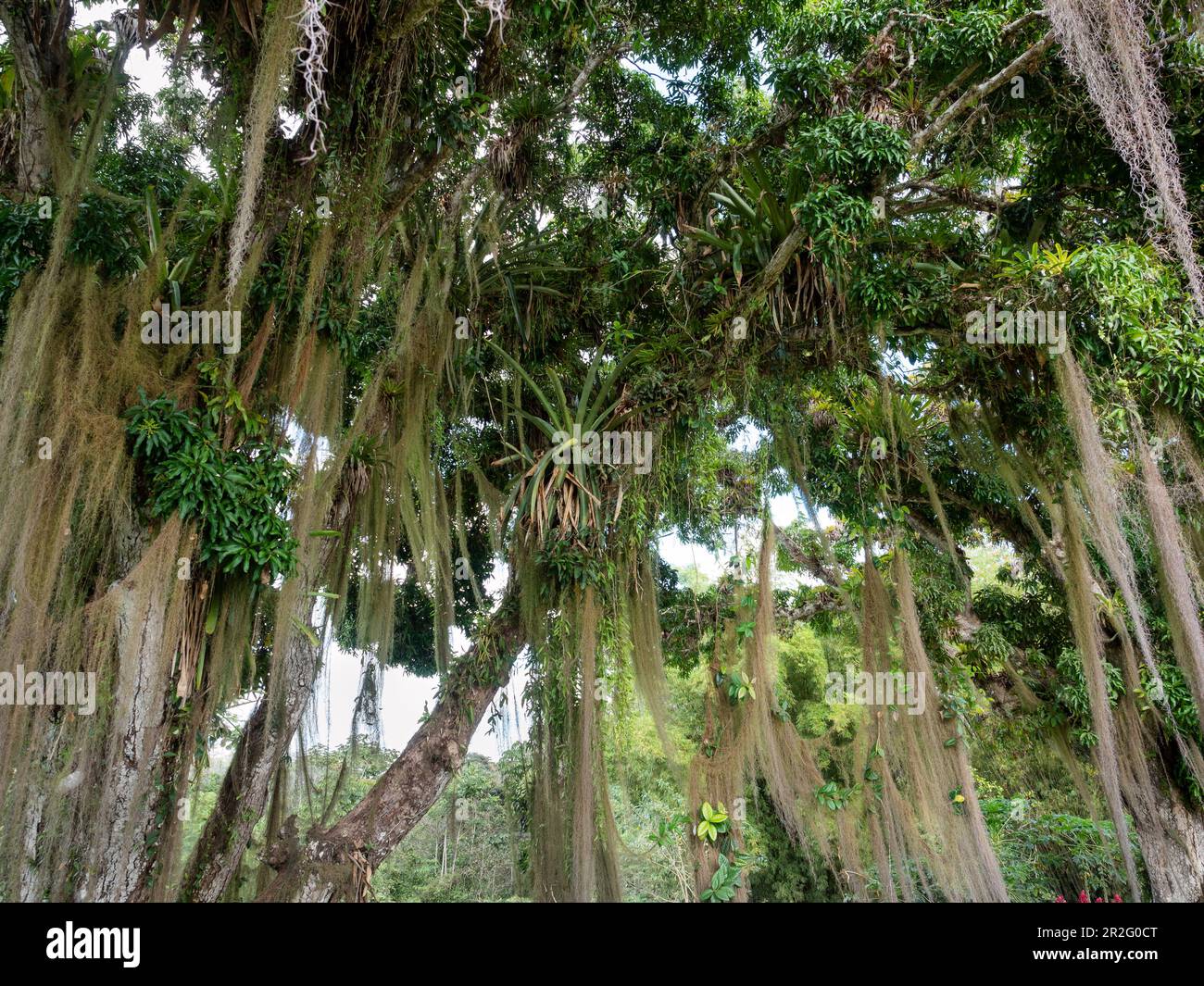 Rainforest tree with bromeliads and tillandsias, Tillandsia usneoides ...
