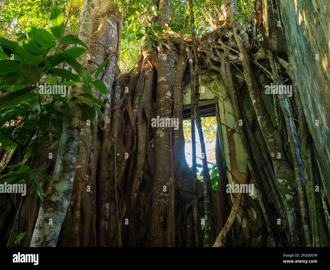 Strangler fig overgrown ruin, Ficus sp., Coastal rainforest, Mata ...