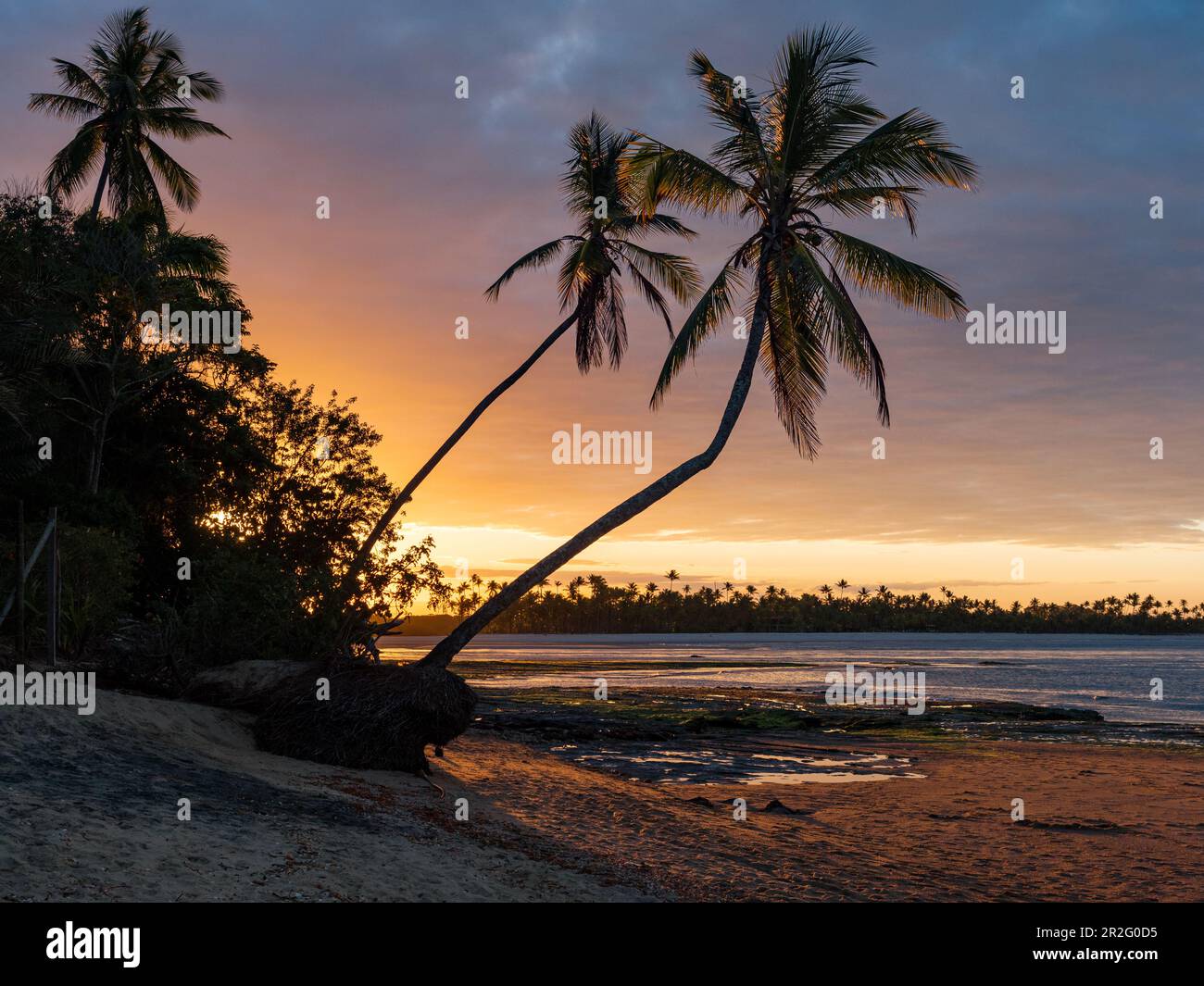 Cocoa trees america hi-res stock photography and images - Alamy