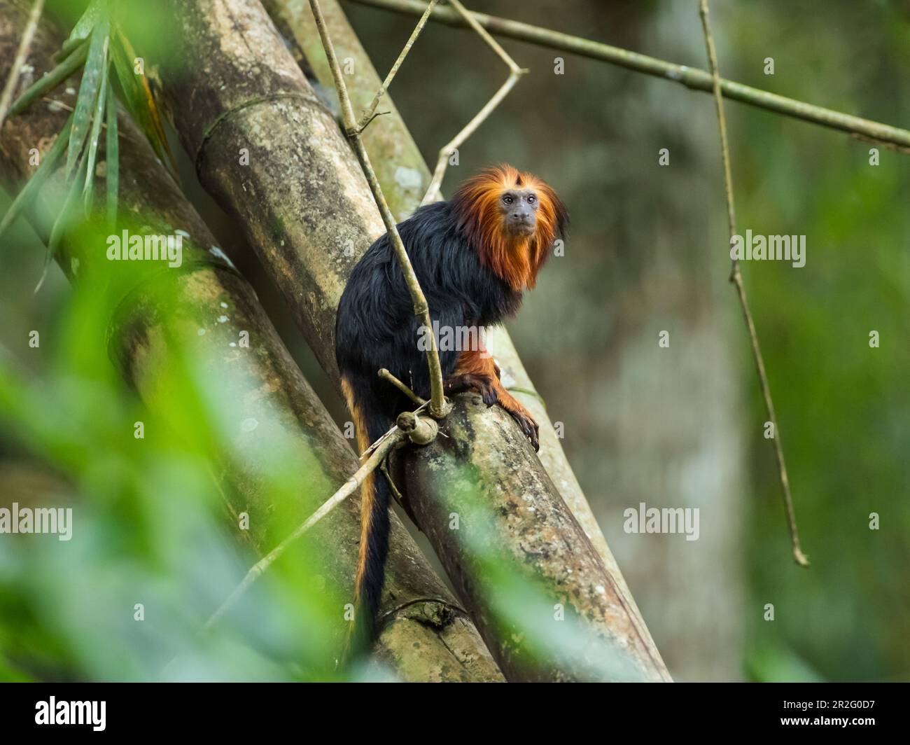 Golden-headed lion tamarin, Leontopithecus chrysomelas, coastal ...