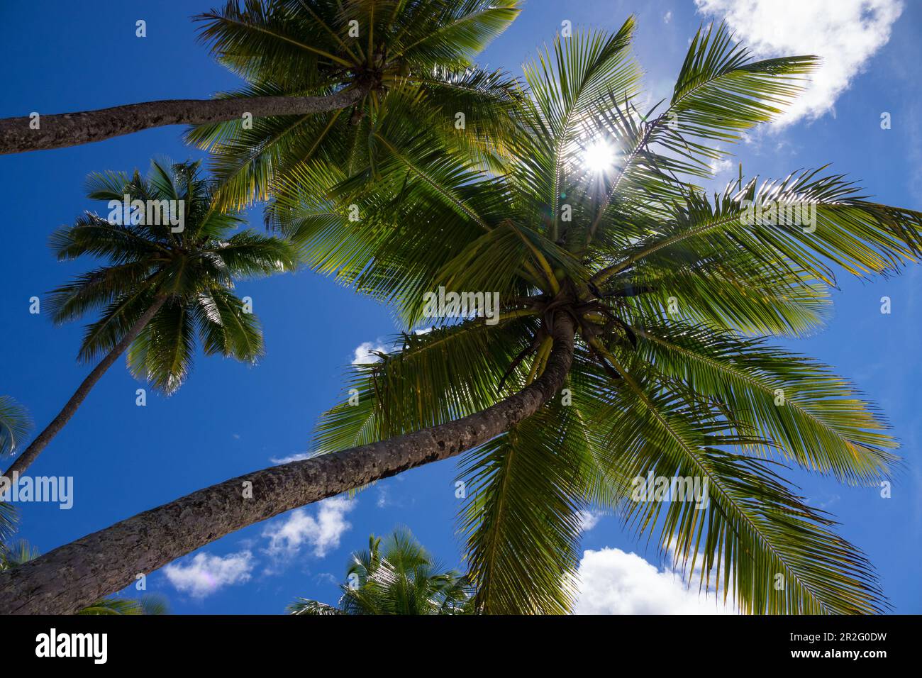 Coconut palms on the beach, Cocos nucifera, Praia da Cueira, Boipeba ...