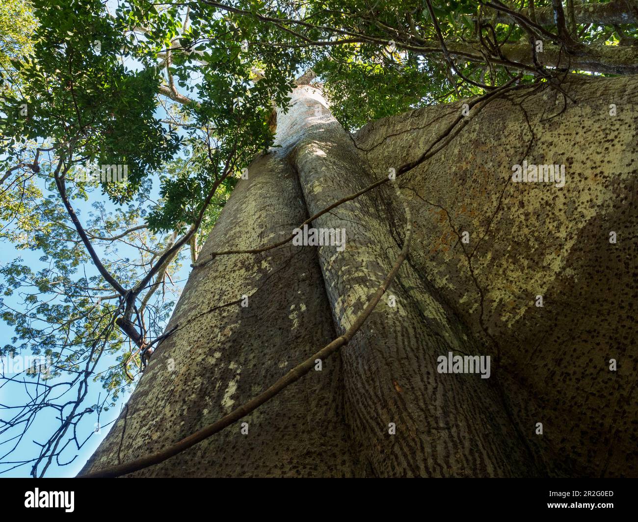 Rainforest tree with butt roots, Amazon rainforest, Amazon basin ...