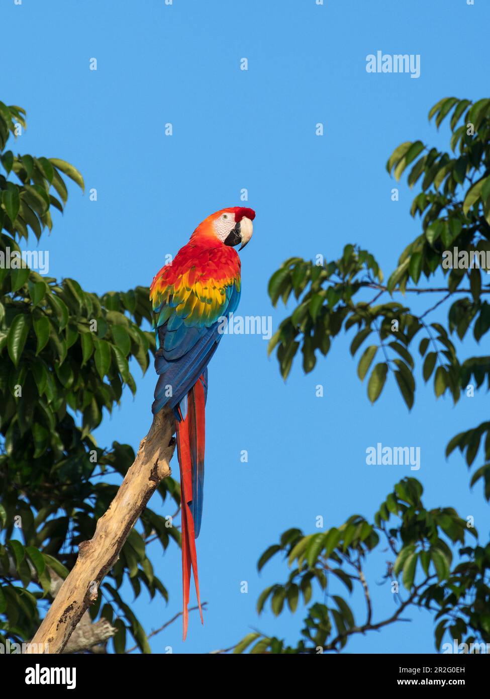 Scarlet Macaw, Ara macao, rainforest, Amazon basin near Manaus, Brazil ...