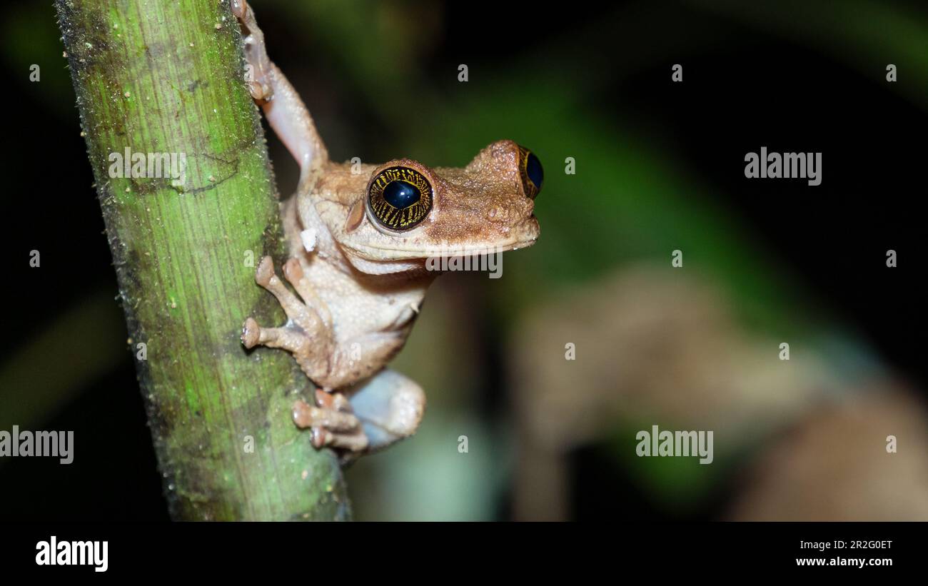 Frog in the Amazon rainforest near Manaus, Osteocephalus oophagus ...