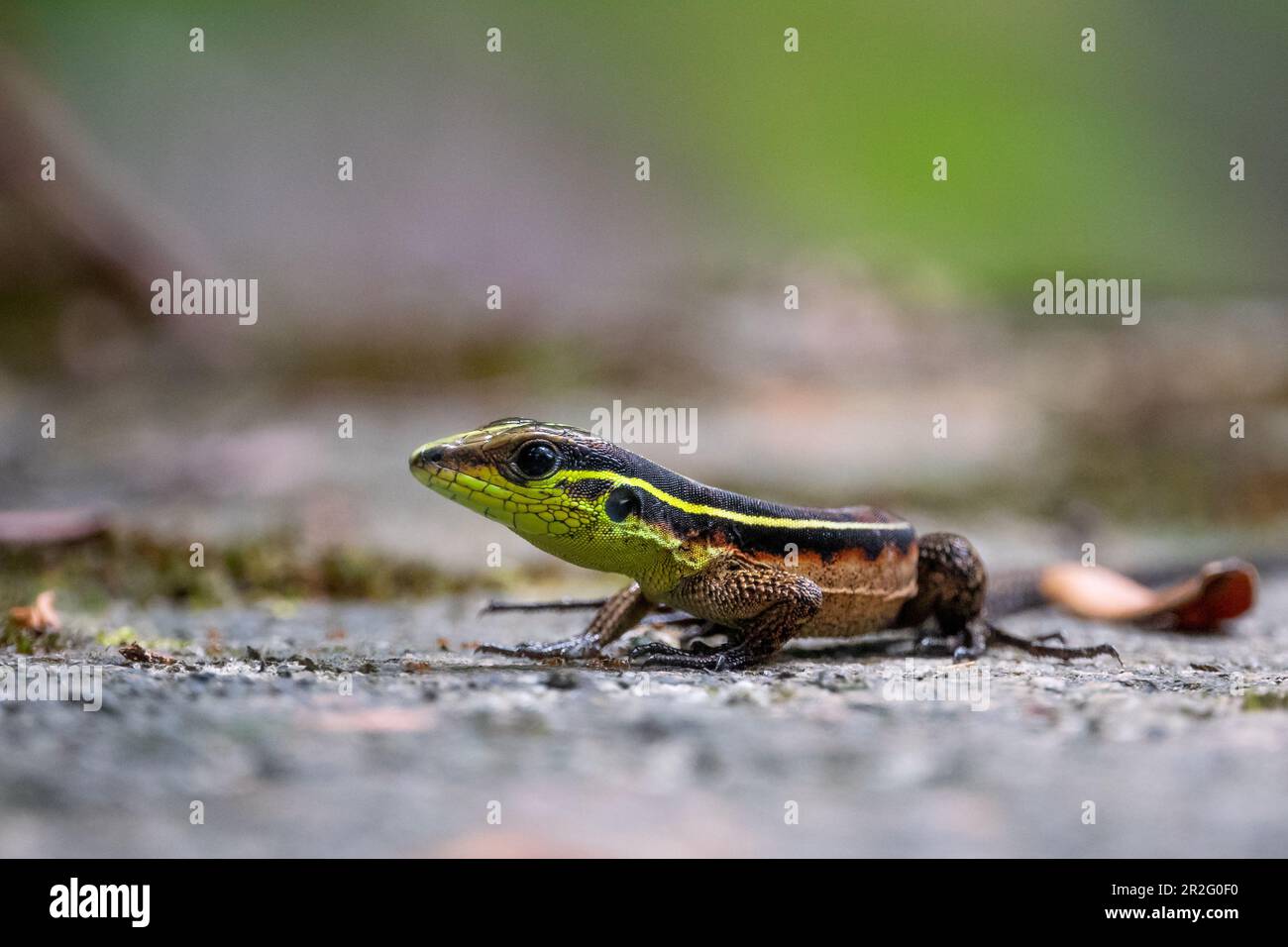 Small lizard in the rainforest on the Amazon near Manaus, Amazon Basin ...