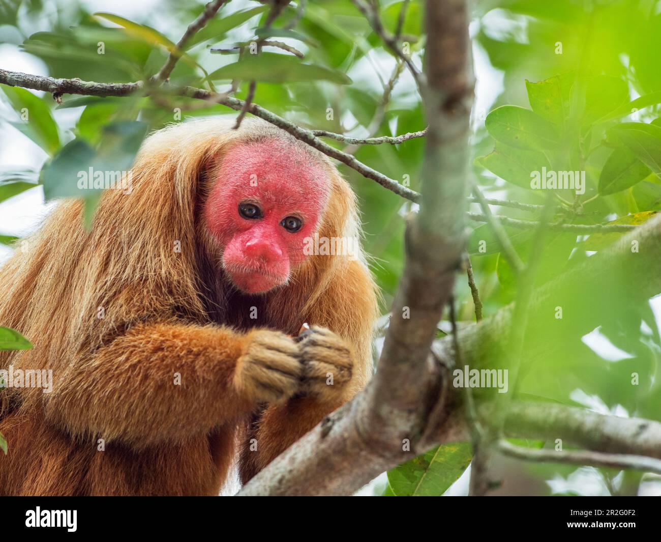 Uakari monkeys hi-res stock photography and images - Alamy