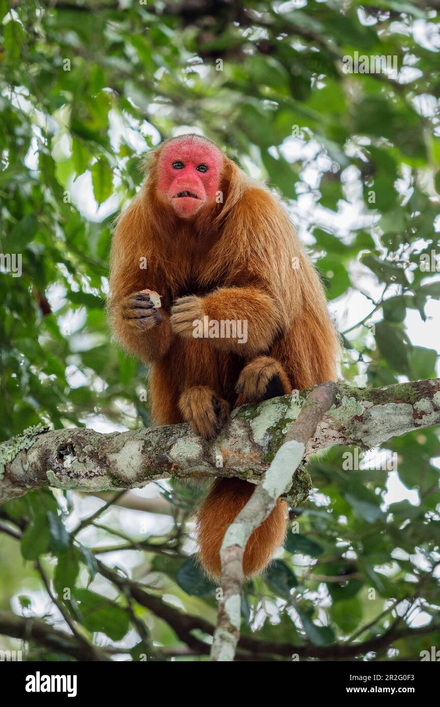 Red-headed uakari, female, Cacajao calvus, Rainforest, Amazon, Amazon ...